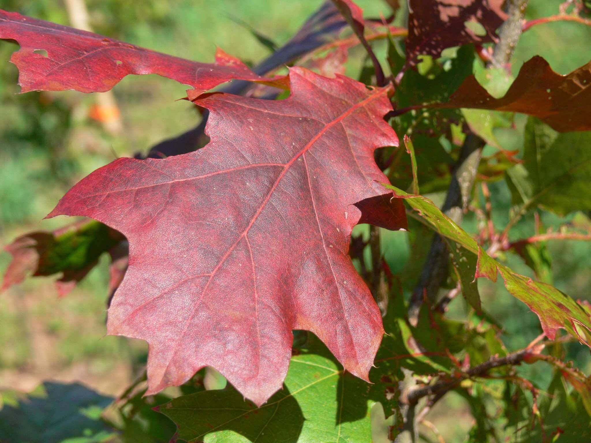 Hardwood conundrum - The Buzz