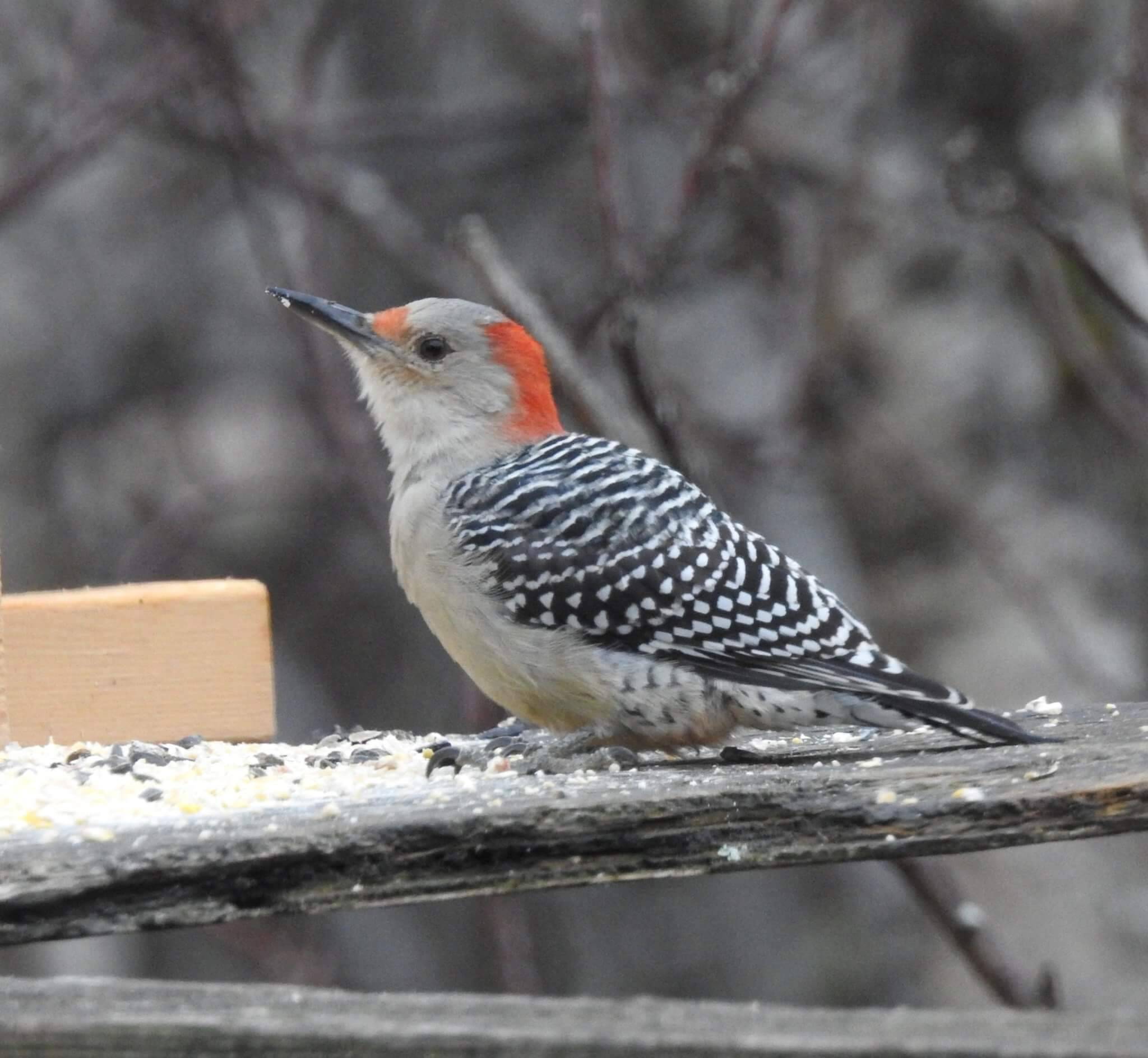 A special visitor - The Buzz